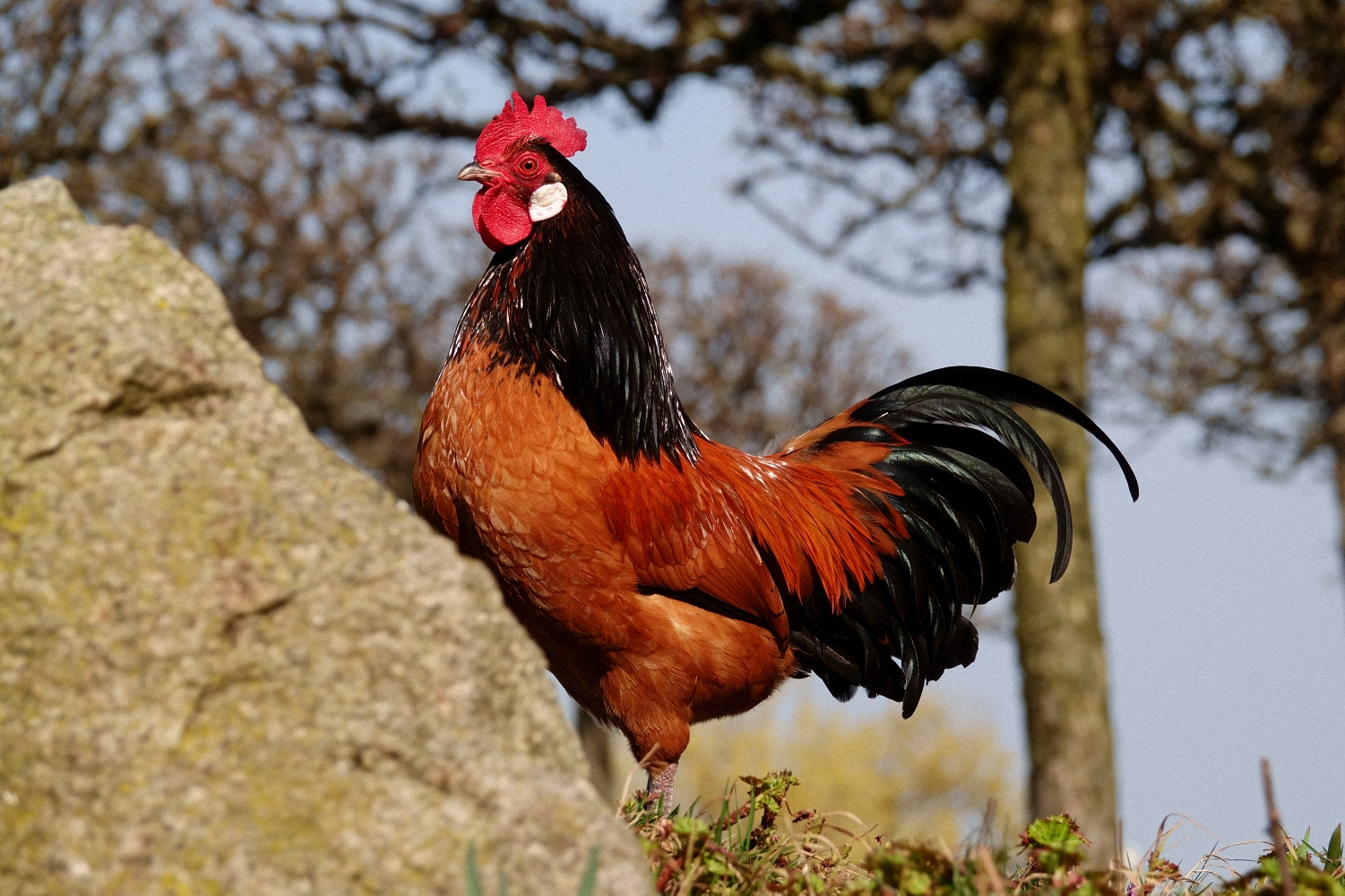 Unser stolzer Hahn Foto & Bild | tiere, haustiere, nutztiere Bilder auf ...