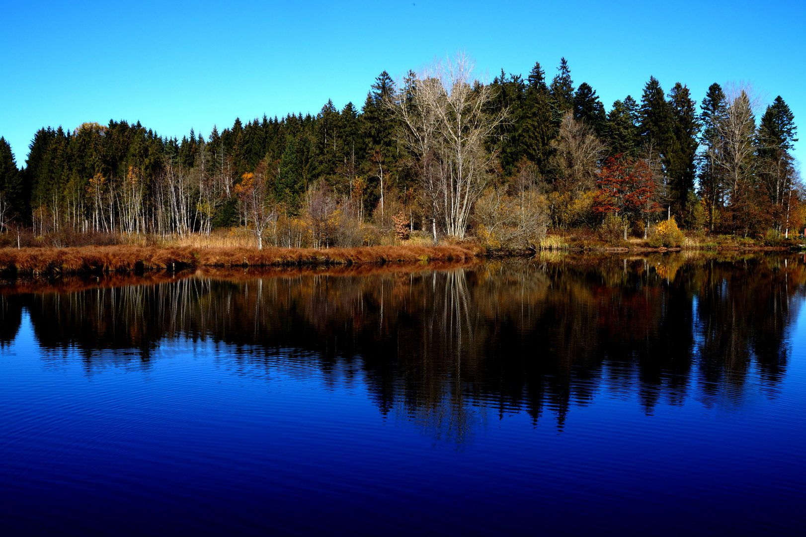 Unser Waldsee in Lindenberg in Allgäu Foto & Bild | landschaft, bach ...