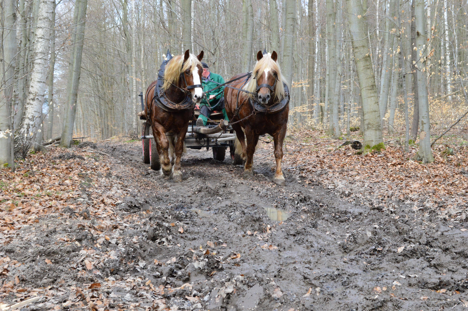 unsere dicken Foto & Bild | tiere, haustiere, pferde, esel, maultiere ...