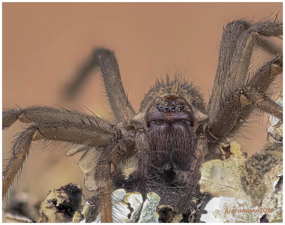 unsere hausspinne....:-) Foto & Bild | natur, tiere, wildlife Bilder ...