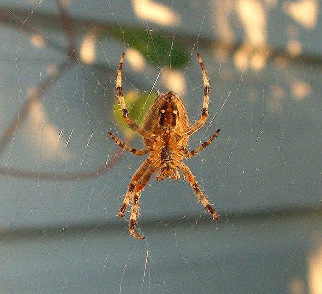 "Unsere" Hausspinne Foto & Bild | natur, tiere, wildlife Bilder auf ...