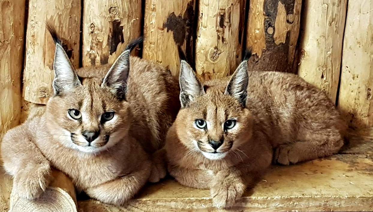Unsere hübschen Karakale Foto & Bild | natur, katzen, zoo Bilder auf ...