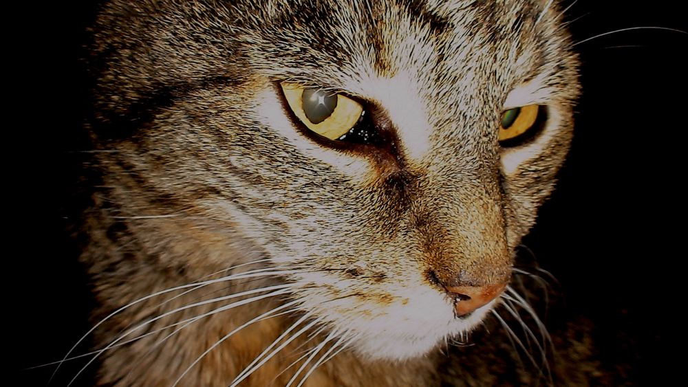 unsere Katzi Foto & Bild | tiere, katzi, katzenhimmel Bilder auf ...