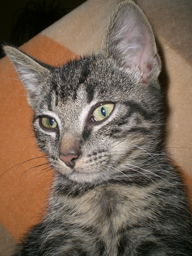 Unsere kleine Katze Luna :-) Foto & Bild | tiere, haustiere, katzen ...