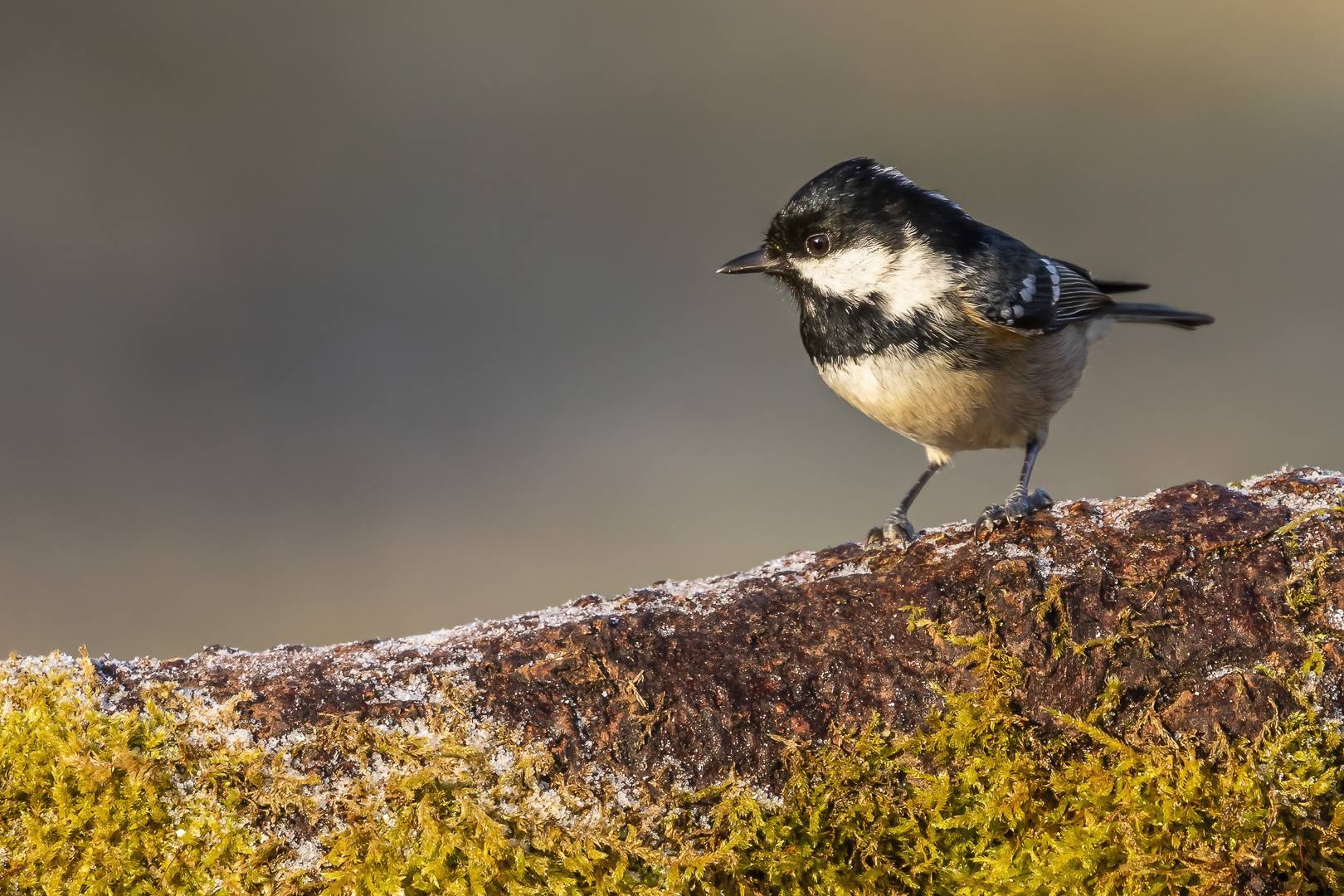Unsere kleinste Meise... Foto & Bild | winter, natur, europa Bilder auf ...