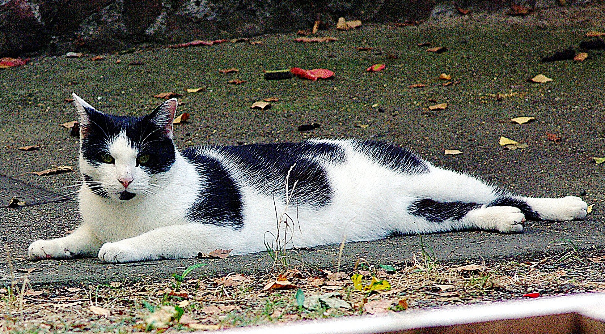 Unsere Mimi Foto & Bild | tiere, haustiere, katzen Bilder auf fotocommunity
