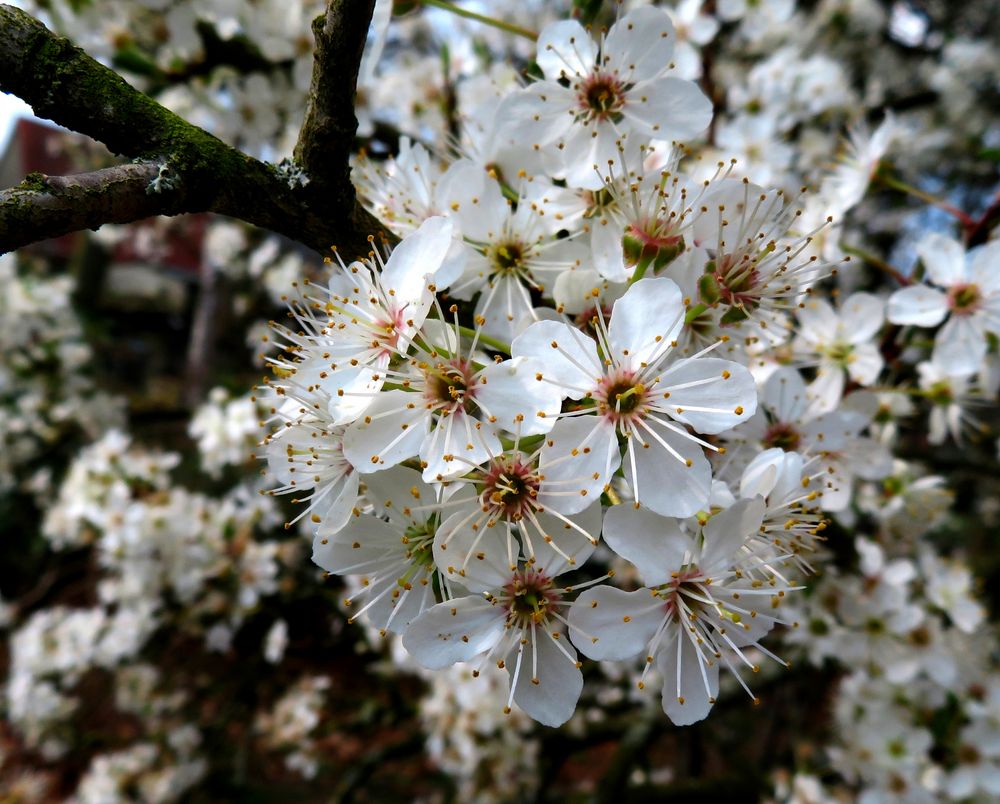 unsere Mirabelle ... Foto & Bild | pflanzen, pilze & flechten, blüten ...