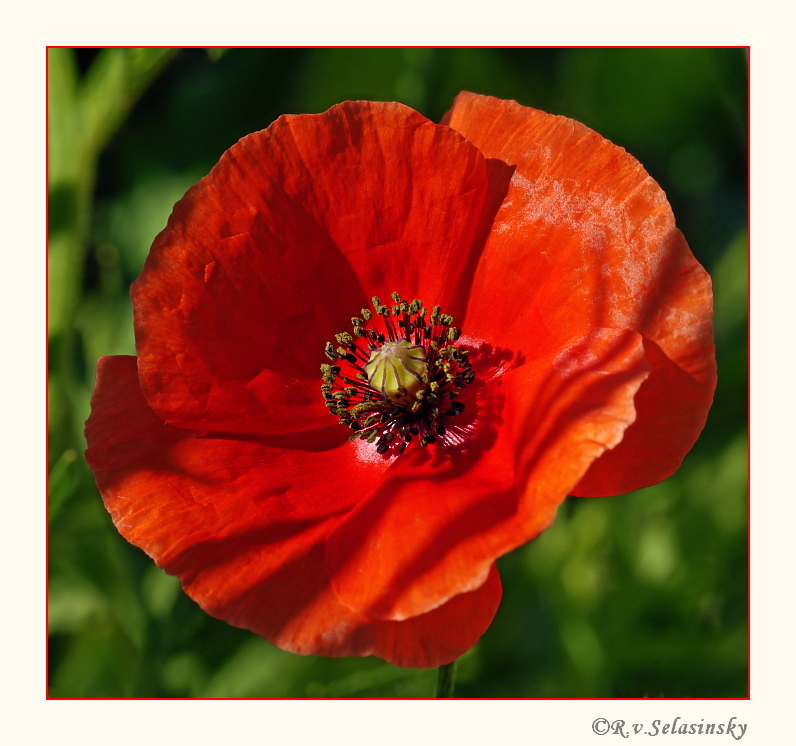 Unsere Mohnblume blüht Foto & Bild | pflanzen, pilze & flechten, blüten ...