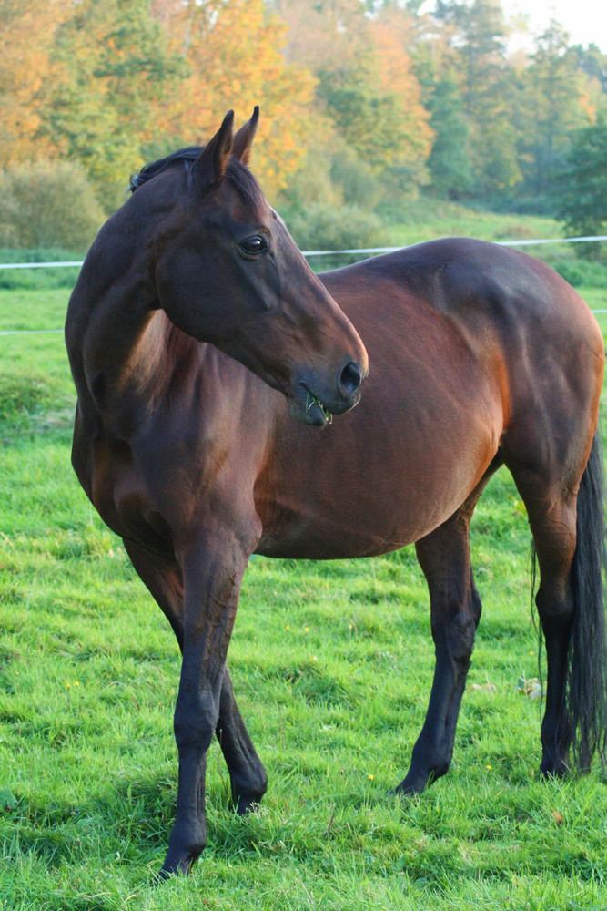 Unsere Tragende Stute im 7. Monat Foto & Bild | tiere, natur Bilder auf ...