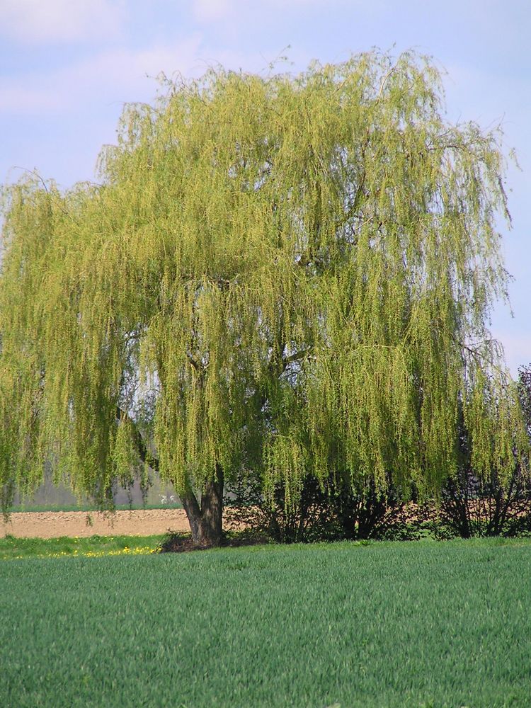 Unsere Weide im Sommer Foto & Bild | jahreszeiten, sommer, natur Bilder ...