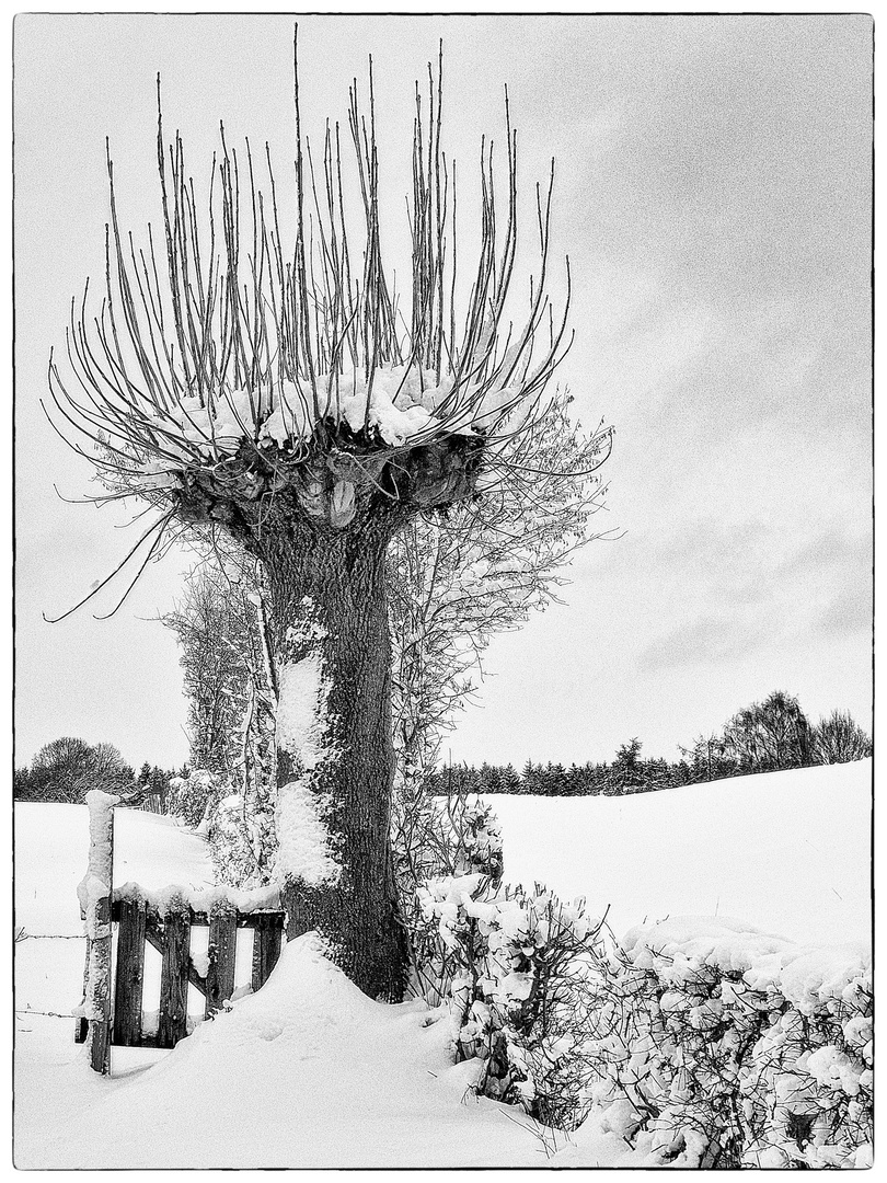 Unsere Weide im Winter - Notre saule en hiver Foto & Bild | bäume ...