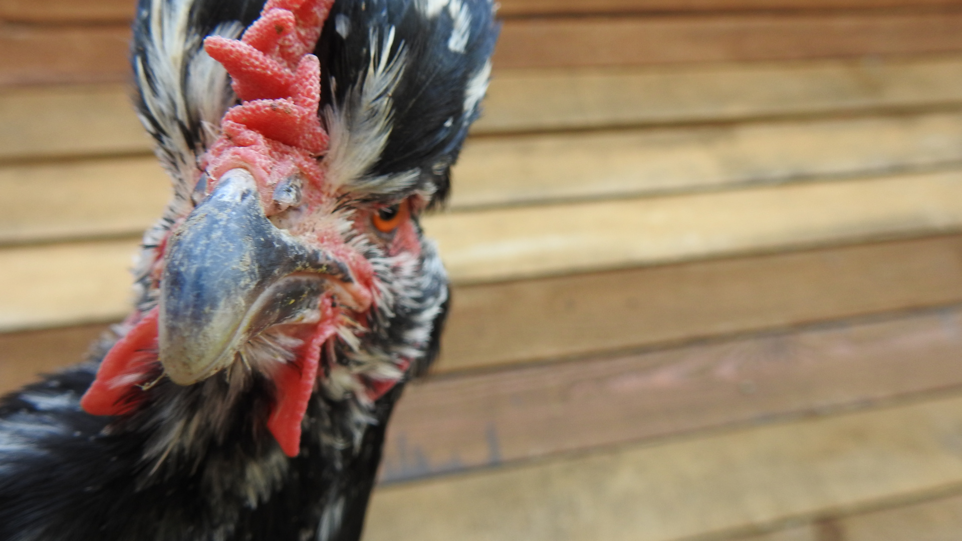 unsere wuschel Foto & Bild | natur, fotografie, tiere Bilder auf ...