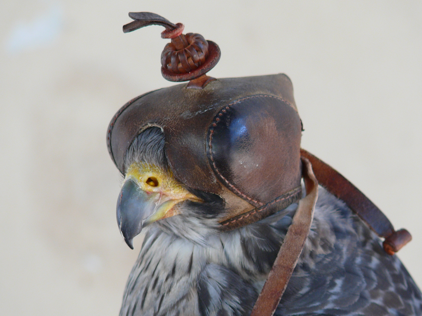 Unter der Haube Foto & Bild | tiere, zoo, wildpark & falknerei, vögel ... Unter der Haube Foto & Bild | tiere, zoo, wildpark & falknerei, vögel ...