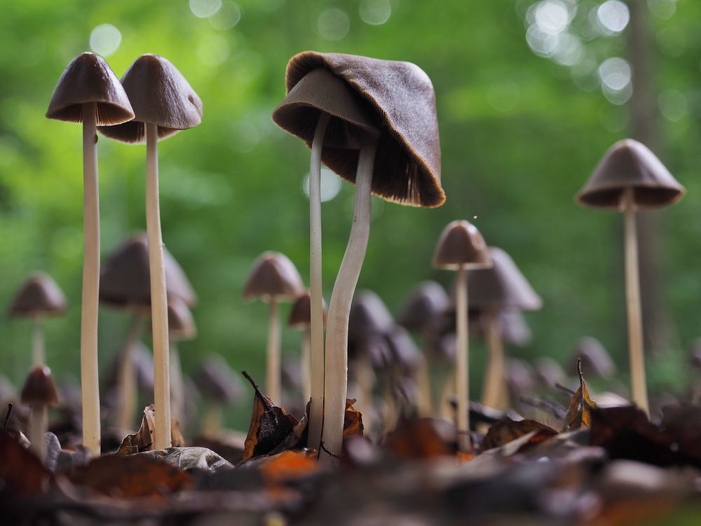 unter die Haube gebracht.... Foto & Bild | pflanzen, pilze & flechten, pilze & flechten, natur ...