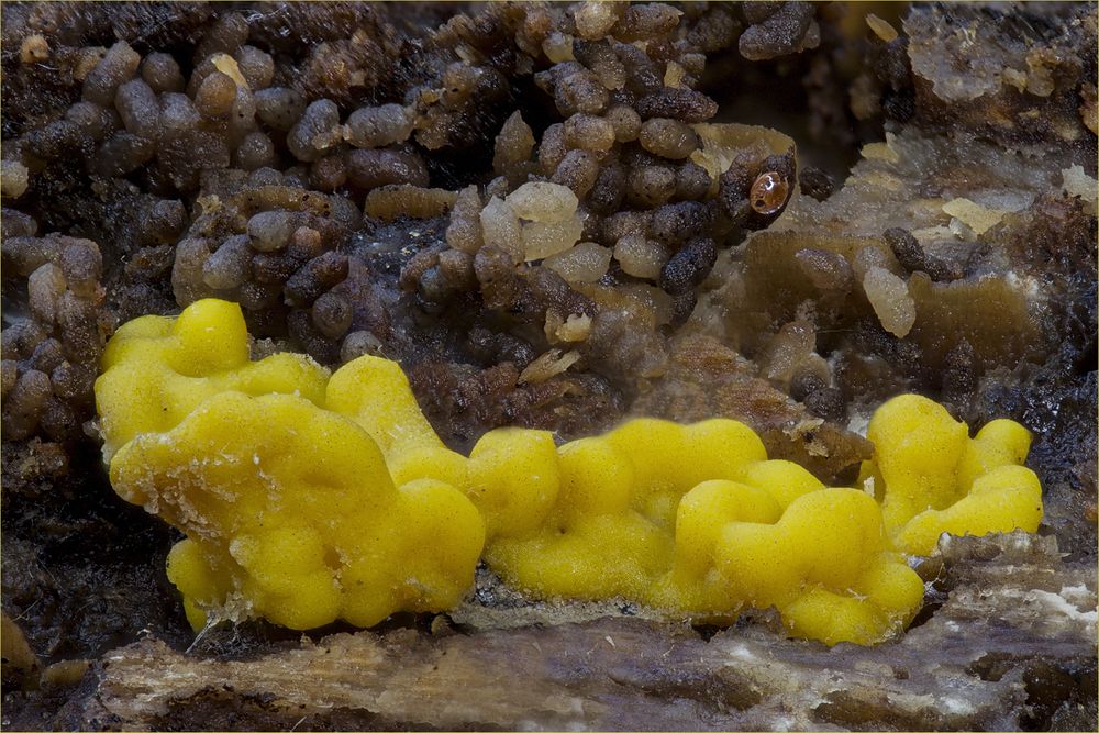 Unter einem Stück Rinde.. Foto & Bild | pflanzen, pilze & flechten ...