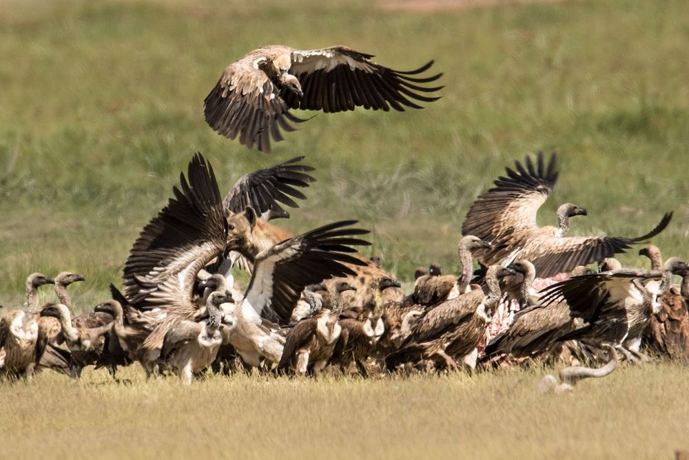 Unter Geier Foto & Bild | tiere, wildlife, wild lebende vögel Bilder ...