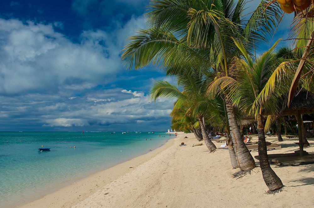 Unter Palmen Foto & Bild | africa, eastern africa, pflanzen, pilze ...