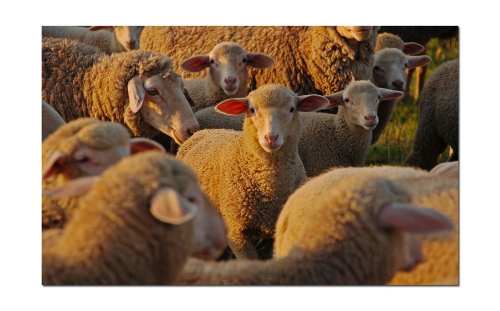 "Unter Schafen II" Foto & Bild | tiere, haustiere, sonstige Bilder auf ...