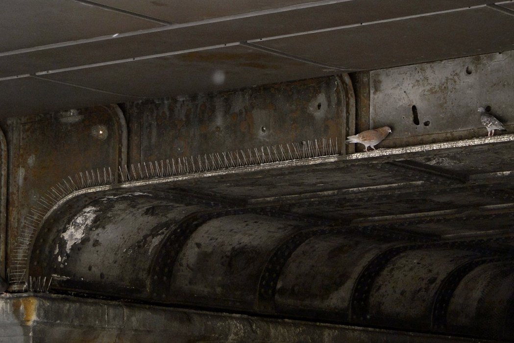 Untermieter im Hades Foto & Bild | münchen, stahl, taube Bilder auf ...