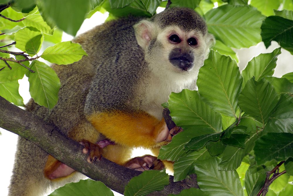 Untern Blätterdach Foto & Bild | tiere, wildlife, säugetiere Bilder auf ...