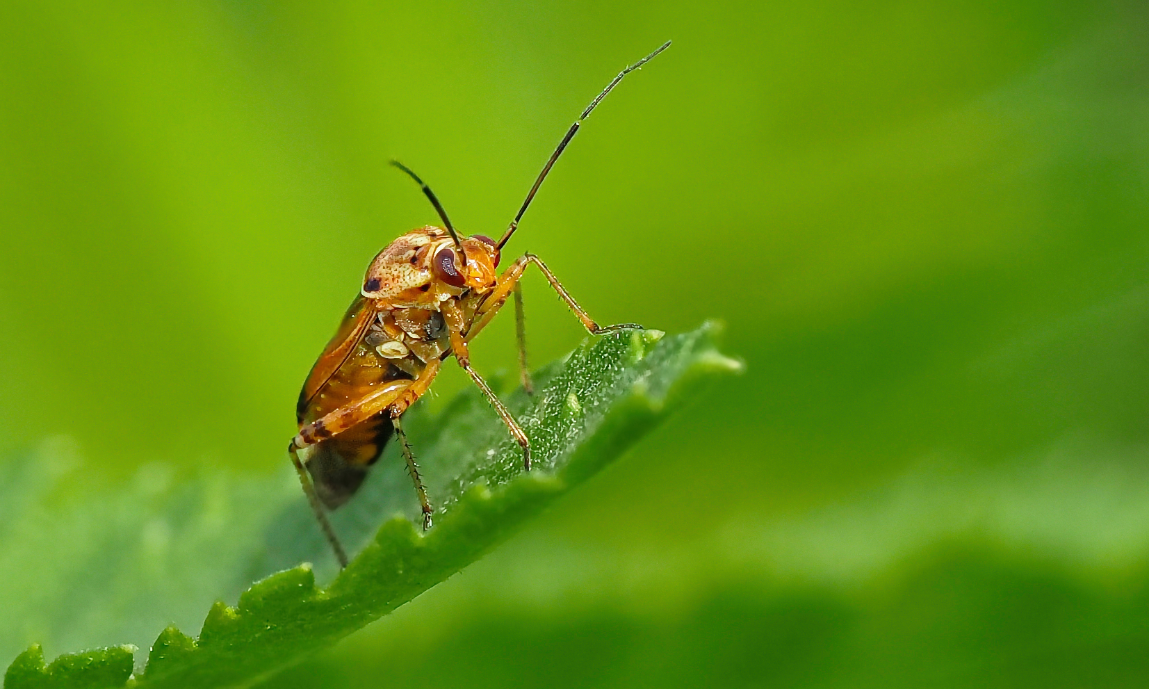 UNTERSCHÄTZTE INSEKTEN: WARUM WANZEN WICHTIG SIND Foto & Bild | fotos ...