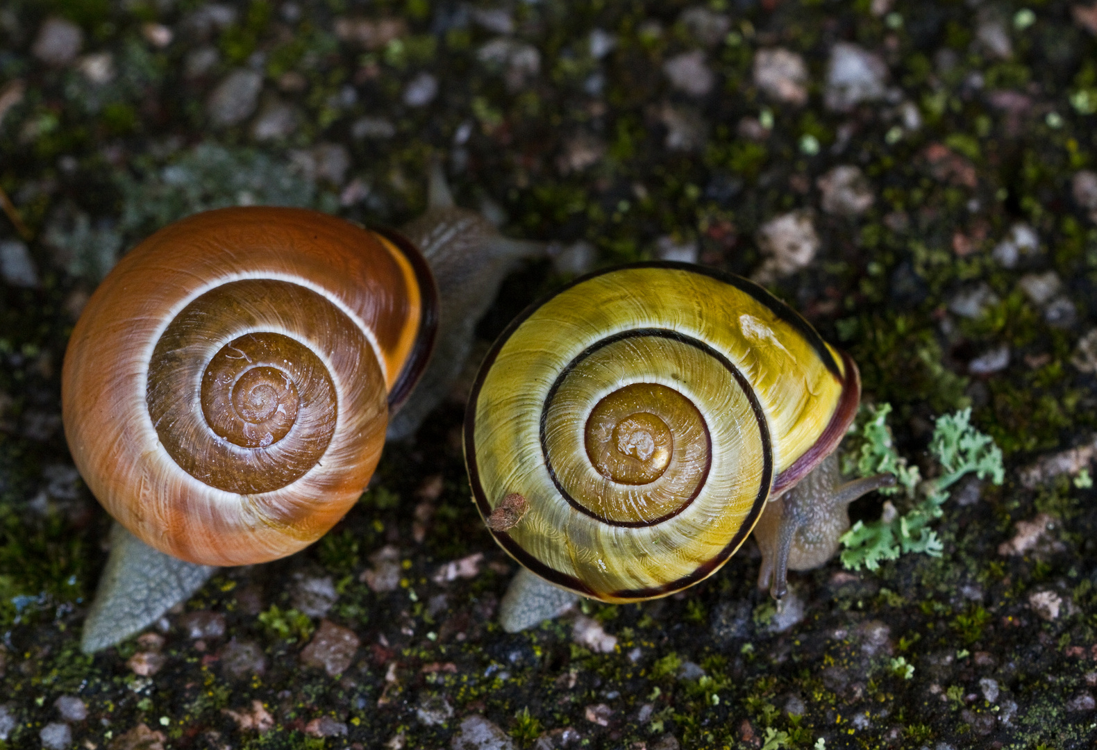 Unterschiedlich Foto & Bild | tiere, wildlife, schnecken & muscheln ...