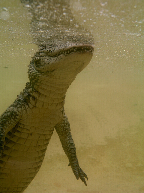 Unterwasser - Krokodil Foto & Bild | tiere, zoo, wildpark & falknerei ...