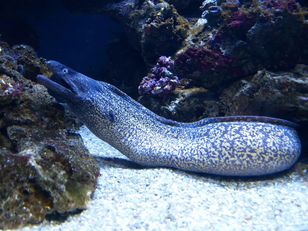 Unterwasser-Moräne Foto & Bild | tiere, wildlife, fische Bilder auf ...