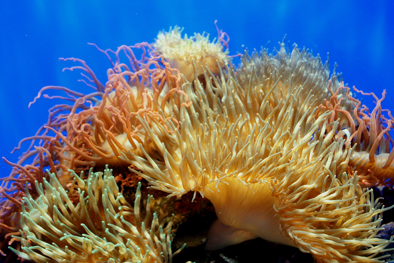 Unterwasserwelt -Polypen Foto & Bild | tiere, zoo, wildpark & falknerei ...