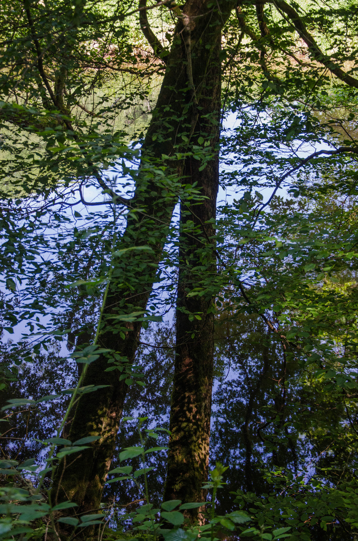 unterwegs an der Nister Foto & Bild | natur-kreativ, natur allg ...