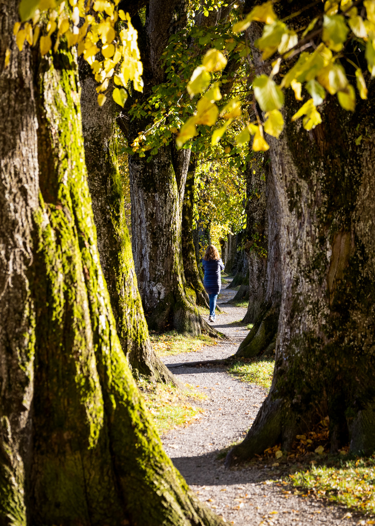 Unterwegs... Foto & Bild | outdoor, bäume, sonne Bilder auf fotocommunity