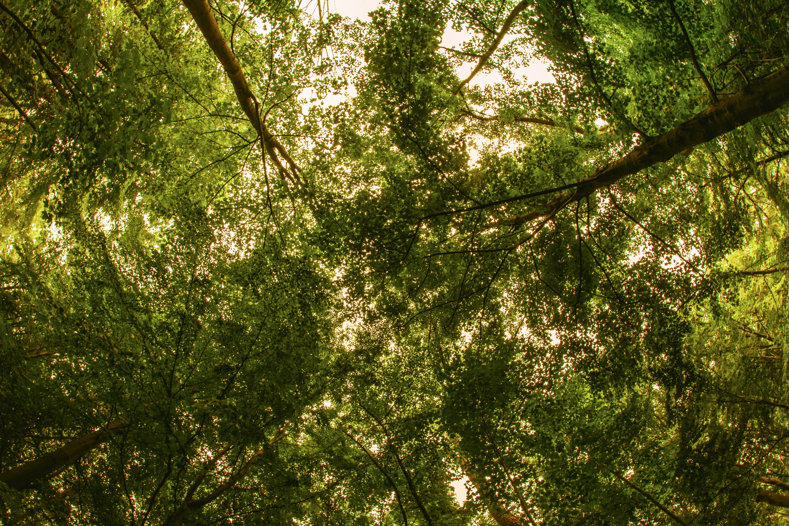 Unterwegs im Wald Foto & Bild | landschaft, wald, natur Bilder auf ... Unterwegs im Wald Foto & Bild | landschaft, wald, natur Bilder auf ...