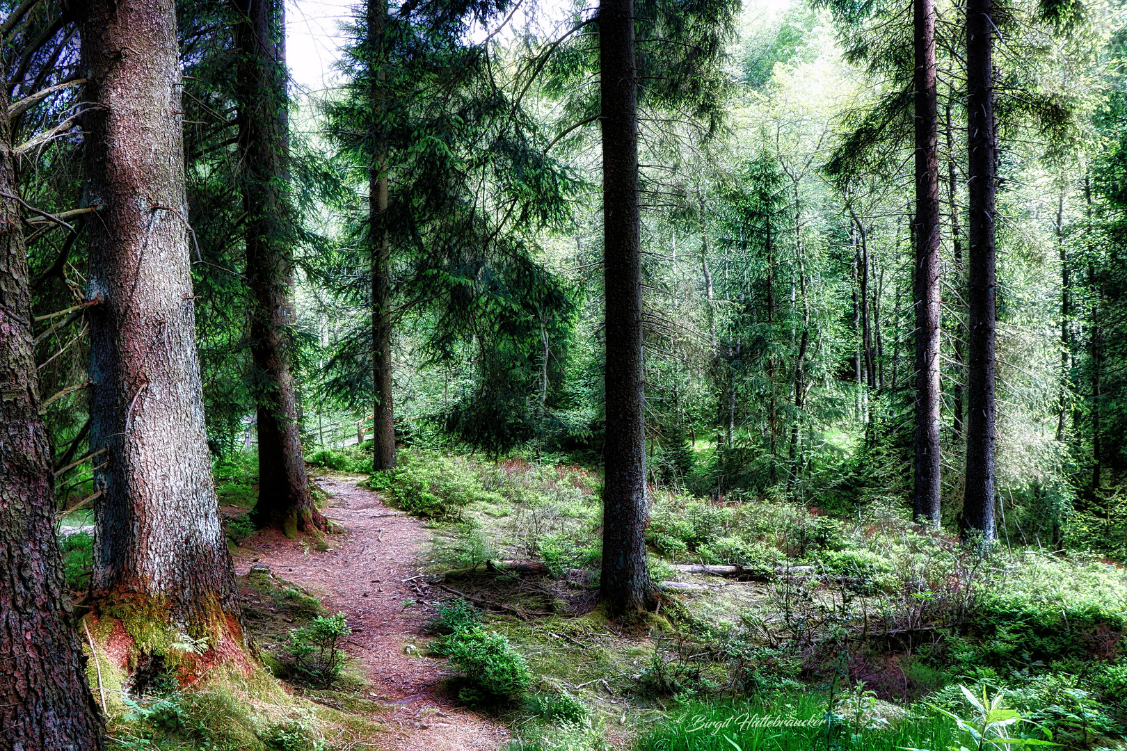 Unterwegs im Wald Foto & Bild | deutschland, europe, nordrhein ... Unterwegs im Wald Foto & Bild | deutschland, europe, nordrhein ...