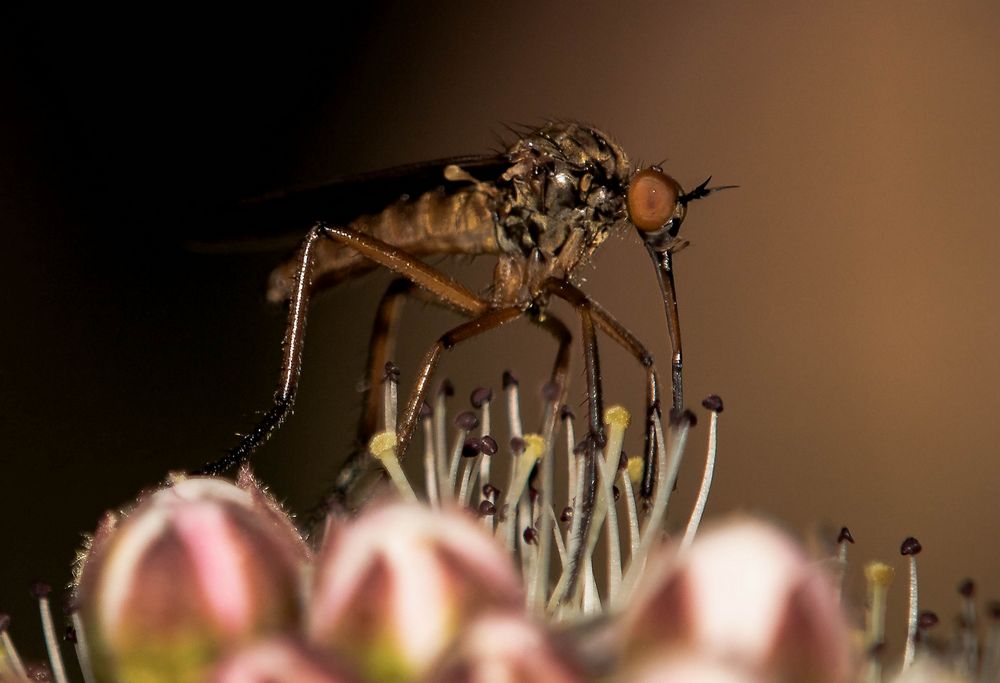 Unterwegs mit den Mücken (1) Foto & Bild | insekten, natur, tiere ...