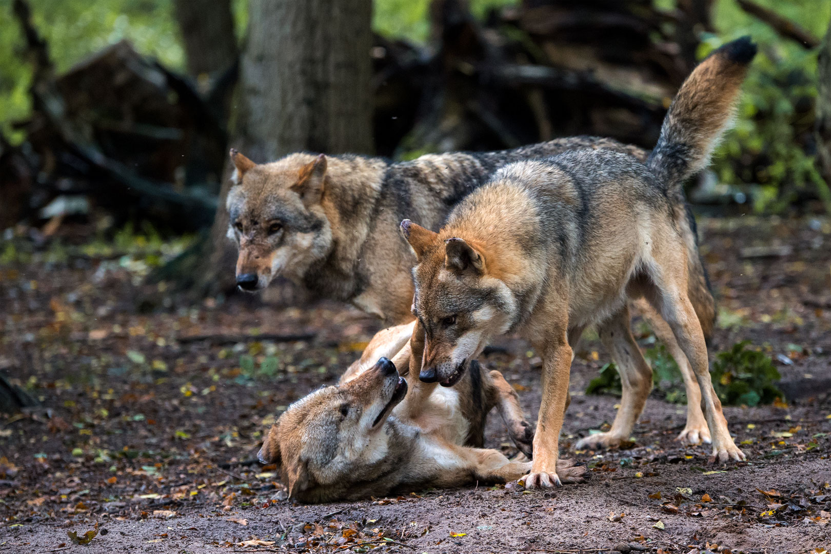 Unterwerfung Foto & Bild | hunde, natur, wolf Bilder auf fotocommunity