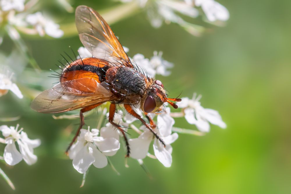 Unverwechselbar Foto & Bild | makro, natur, macro Bilder auf fotocommunity Unverwechselbar Foto & Bild | makro, natur, macro Bilder auf fotocommunity