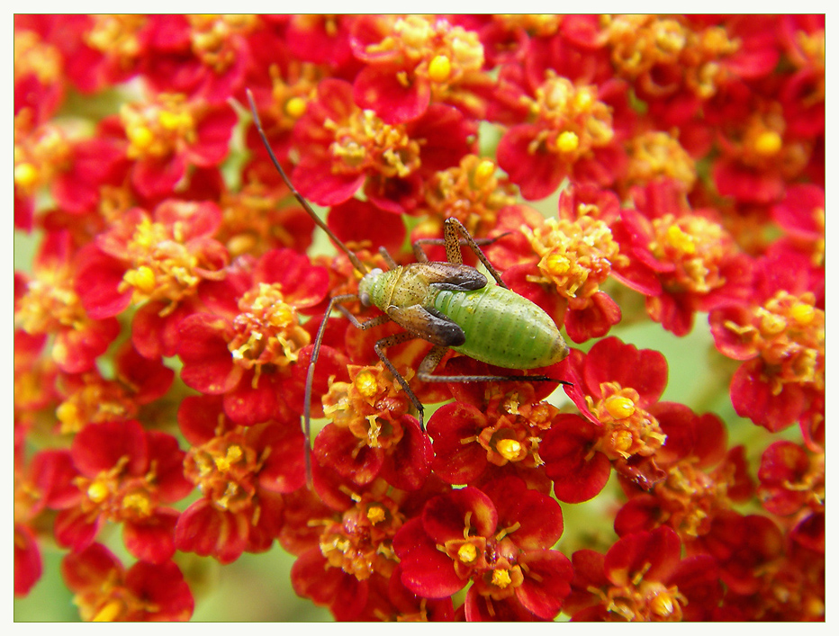 UO (unbek. Objekt) Foto & Bild | archiv projekte naturchannel ...