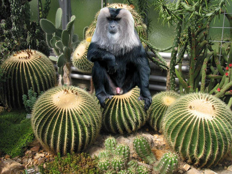 Upps pickst das an meinem Affenpo Foto & Bild | sonstiges, techniken ...