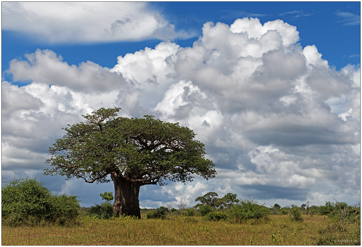 Upside down Tree Foto & Bild | world, bäume, baum Bilder auf fotocommunity