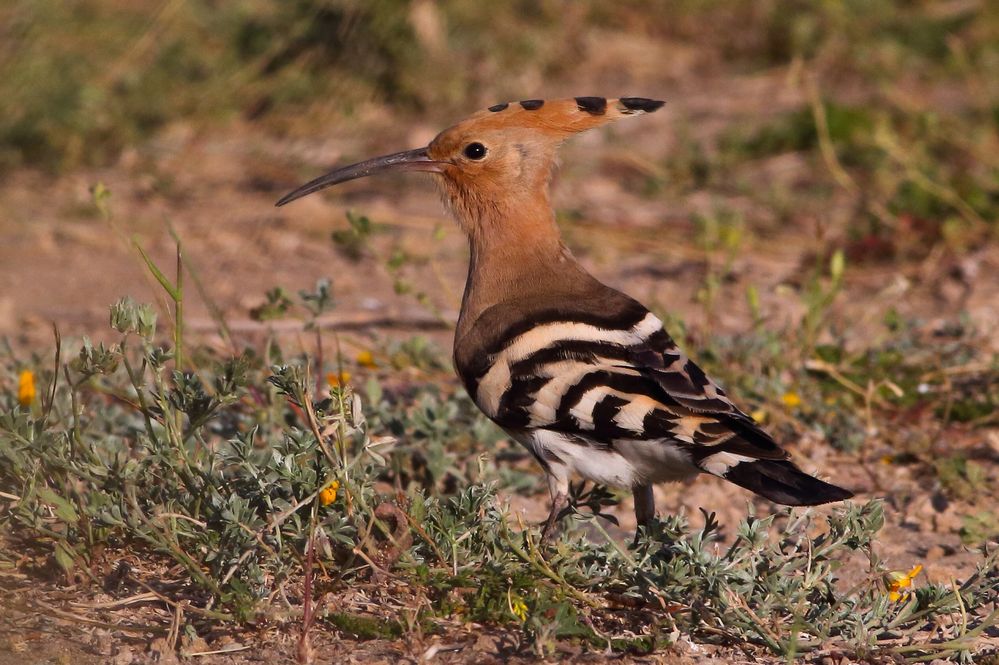Upupa Foto % Immagini| animali, uccelli allo stato libero, animali allo ...