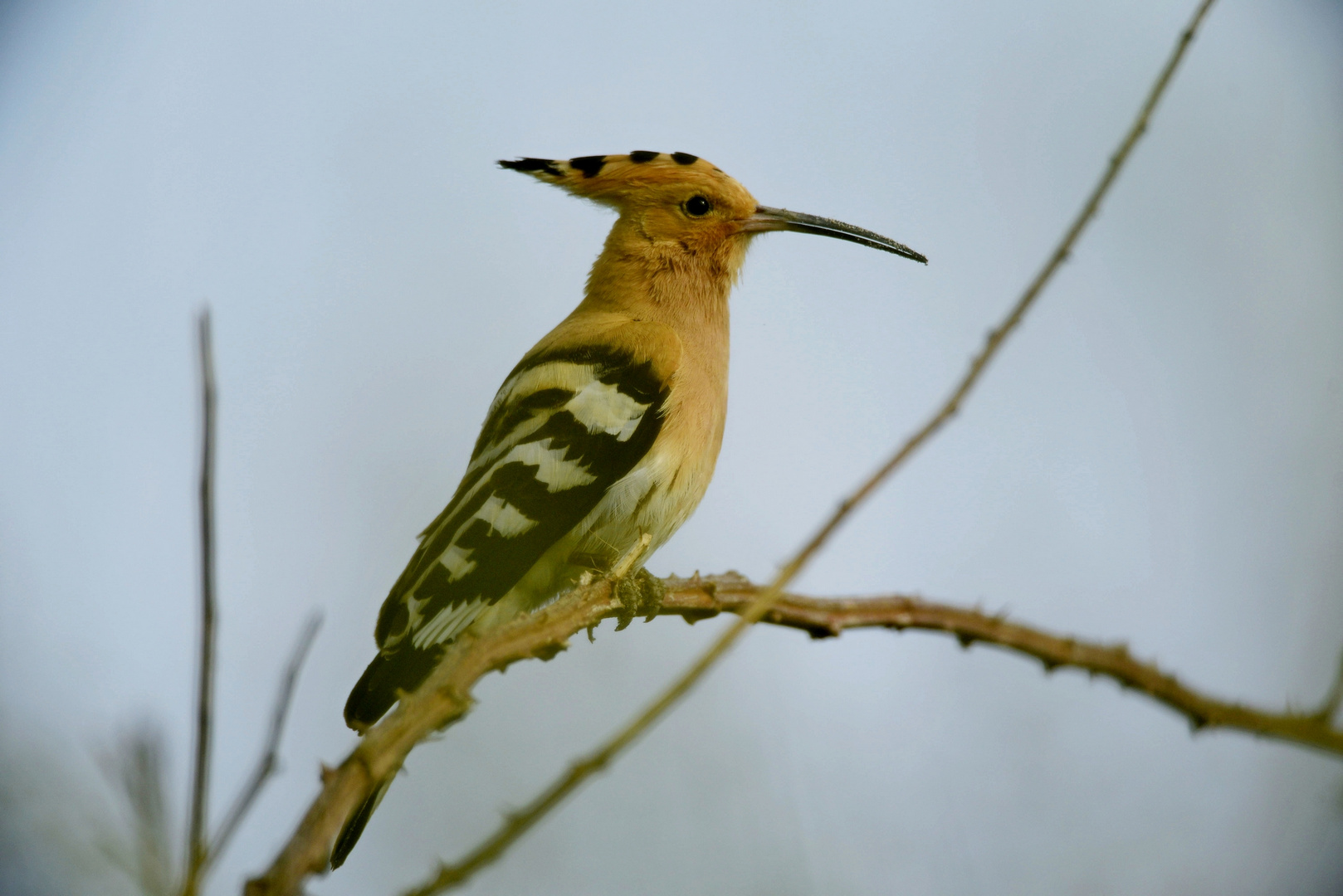 Upupa Foto % Immagini| animali, natura, uccelli allo stato libero Foto ...
