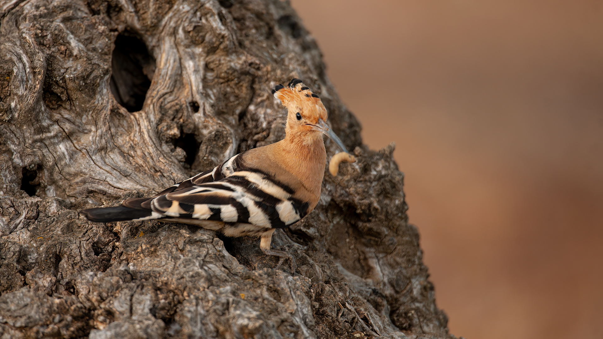 Upupa epops Foto & Bild | fotos, nikon, world Bilder auf fotocommunity