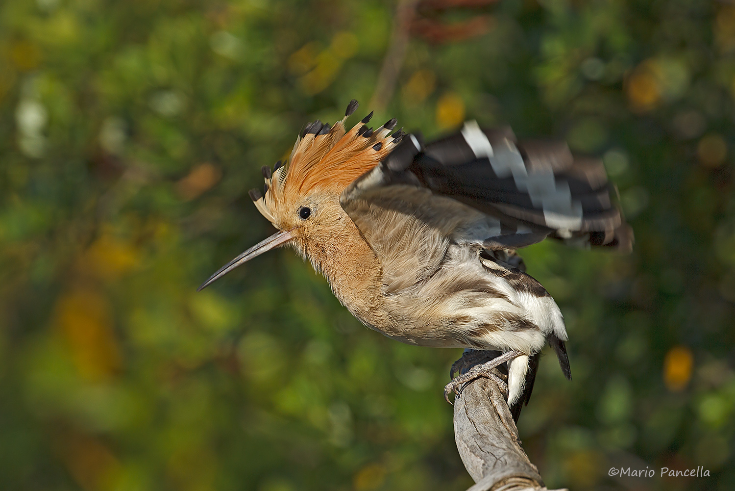 Upupa (Upupa epops) Foto % Immagini| animali, natura, libero Foto su ...