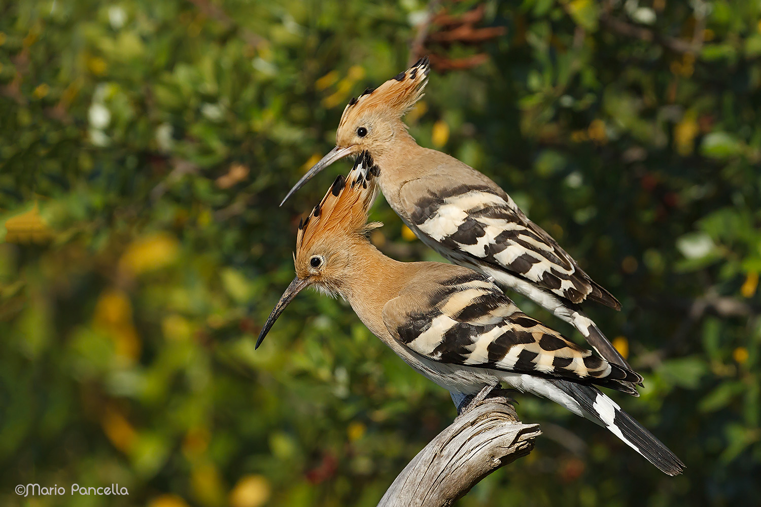 Upupa (Upupa epops) Foto % Immagini| animali, natura, libero Foto su ...