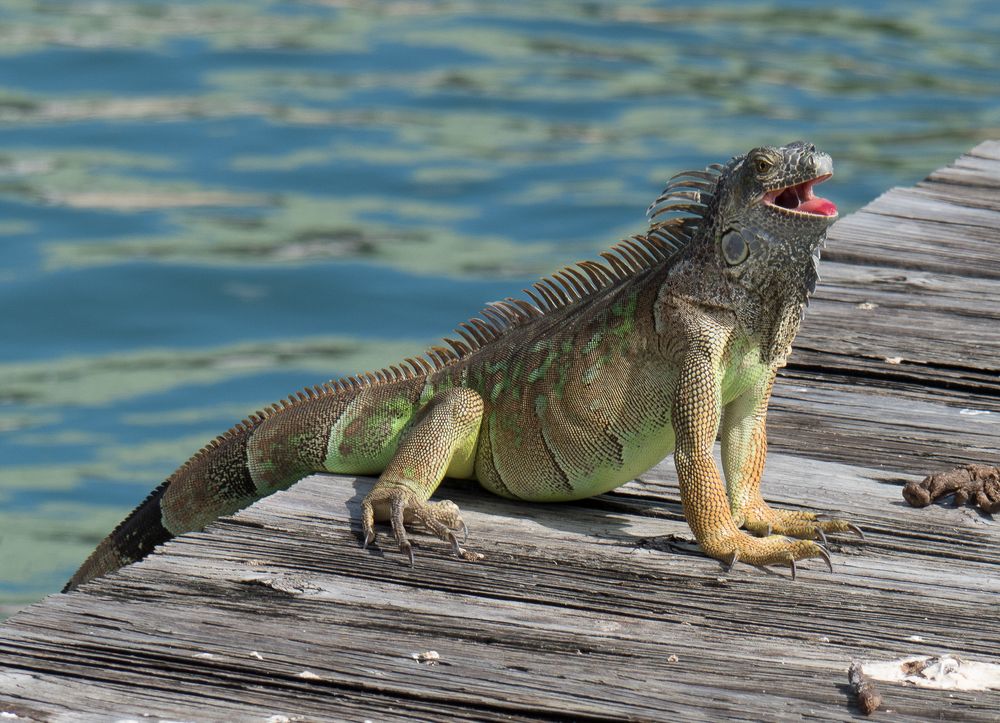 Ur-Tier 1 Foto & Bild | tiere, wildlife, natur Bilder auf fotocommunity