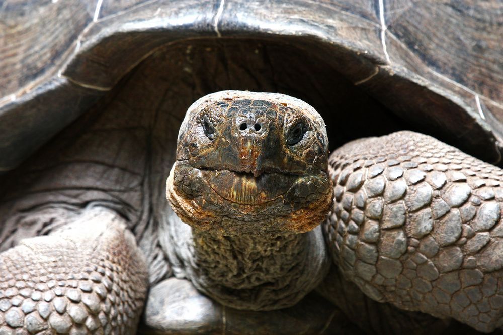 Uralt... - Bild & Foto von Hempel Peter aus Pure Natur - Fotografie ...