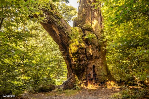 Reinhardswald Bilder & Fotos