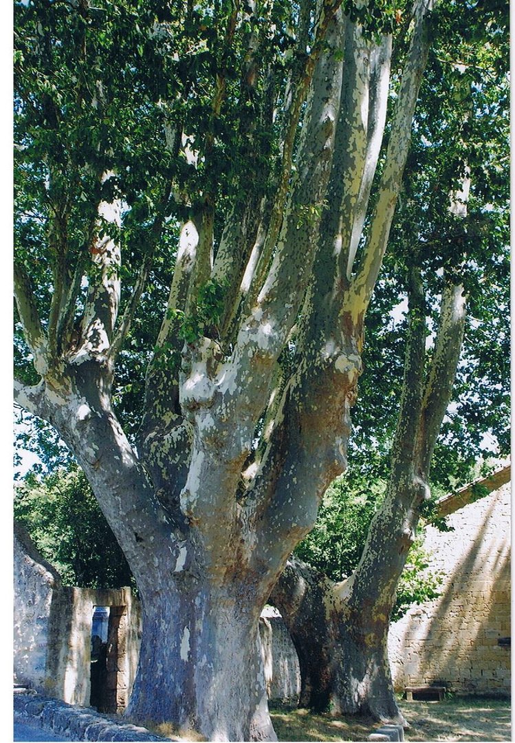 Uralt-Platanen Foto & Bild | europe, france, provence-alpes-côte d'azur ...
