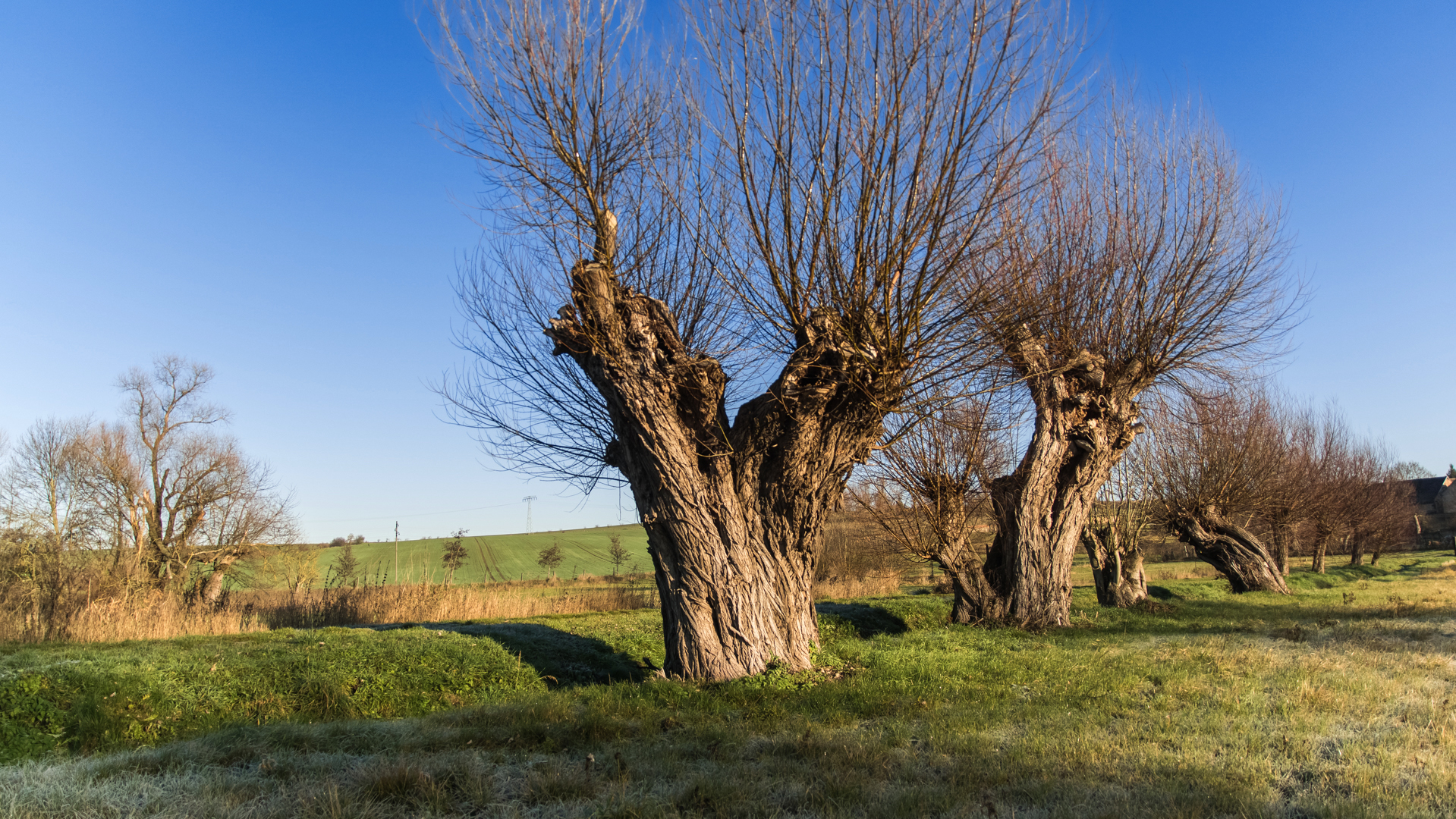 Uralte Kopfweiden Foto & Bild | bäume, natur, landschaft Bilder auf ...
