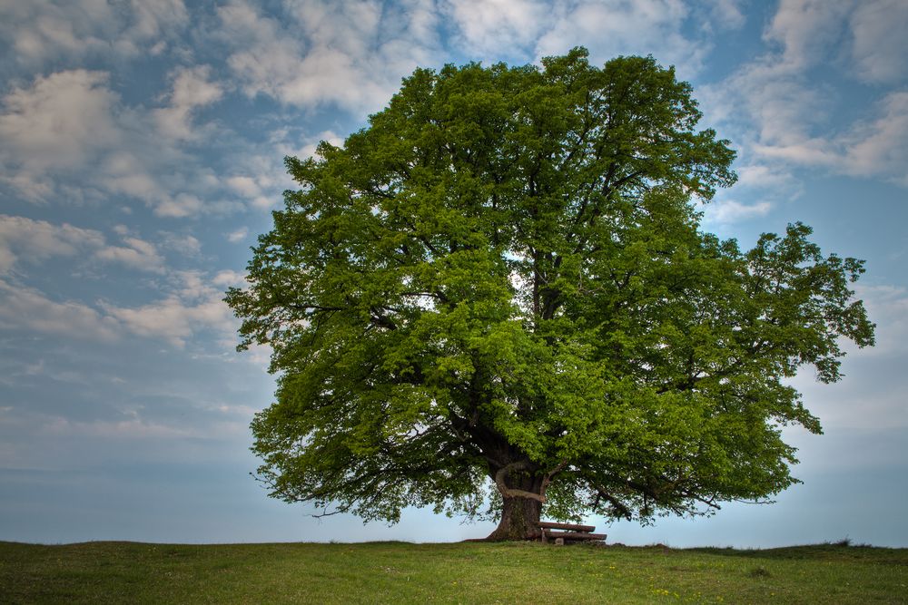 Uralte Linde... Foto & Bild | pflanzen, pilze & flechten, bäume ...